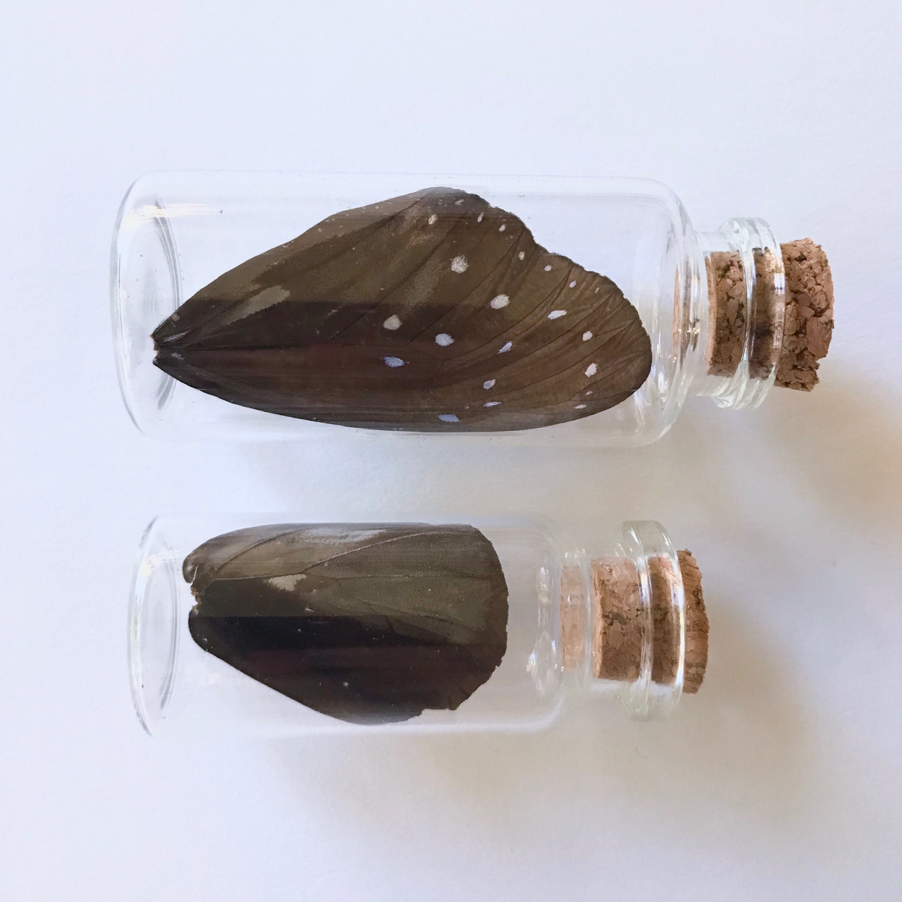 Bottled Striped Blue Crow Butterfly Wings Forewing and - Etsy