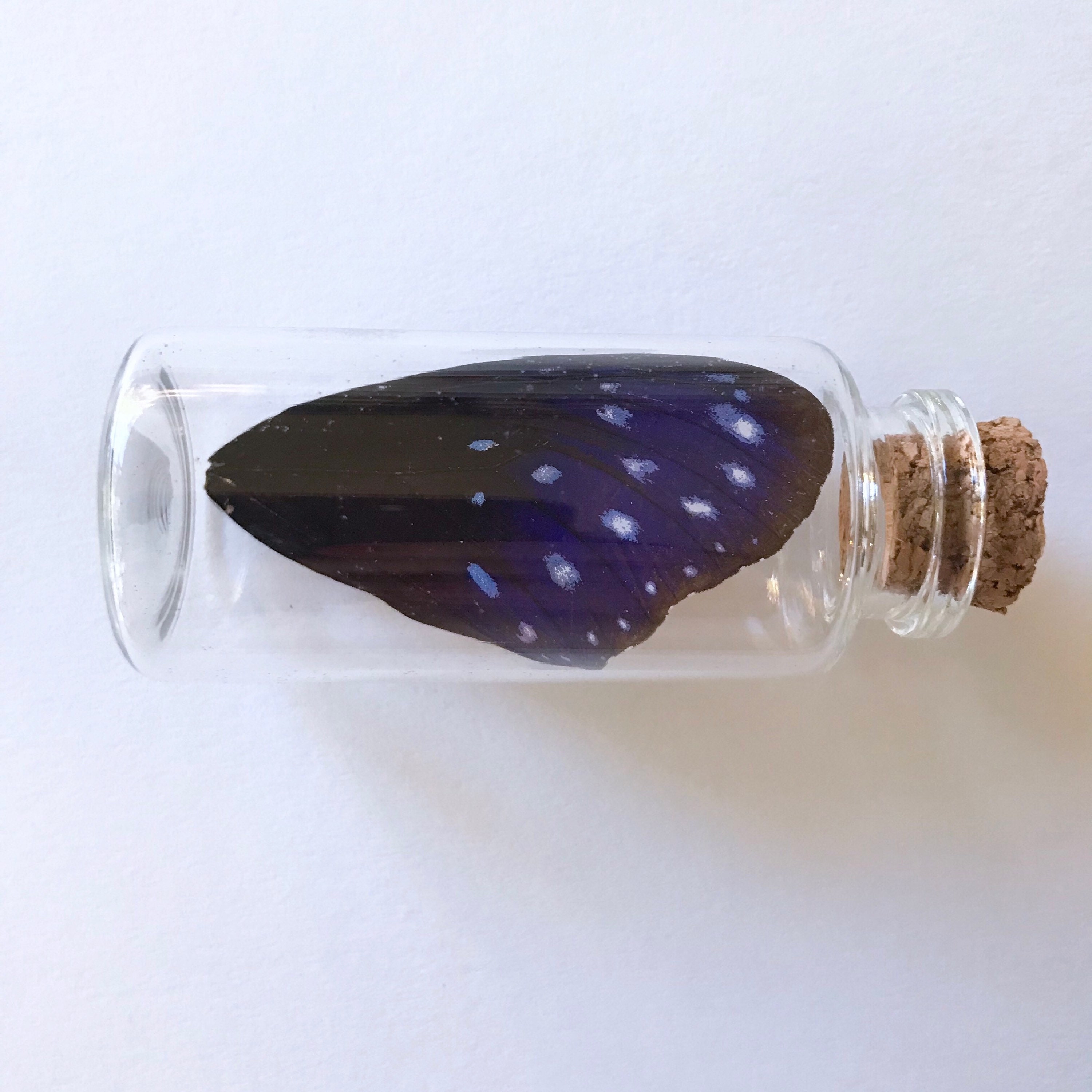 Bottled Striped Blue Crow Butterfly Wings Forewing and - Etsy