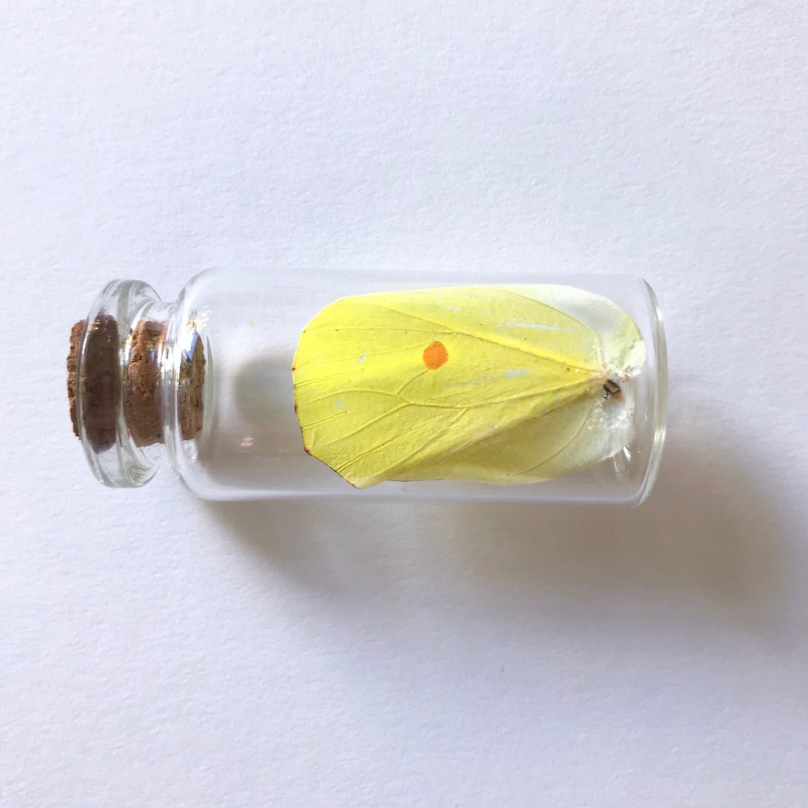 Bottled Yellow Brimstone Butterfly Wings Forewing and - Etsy