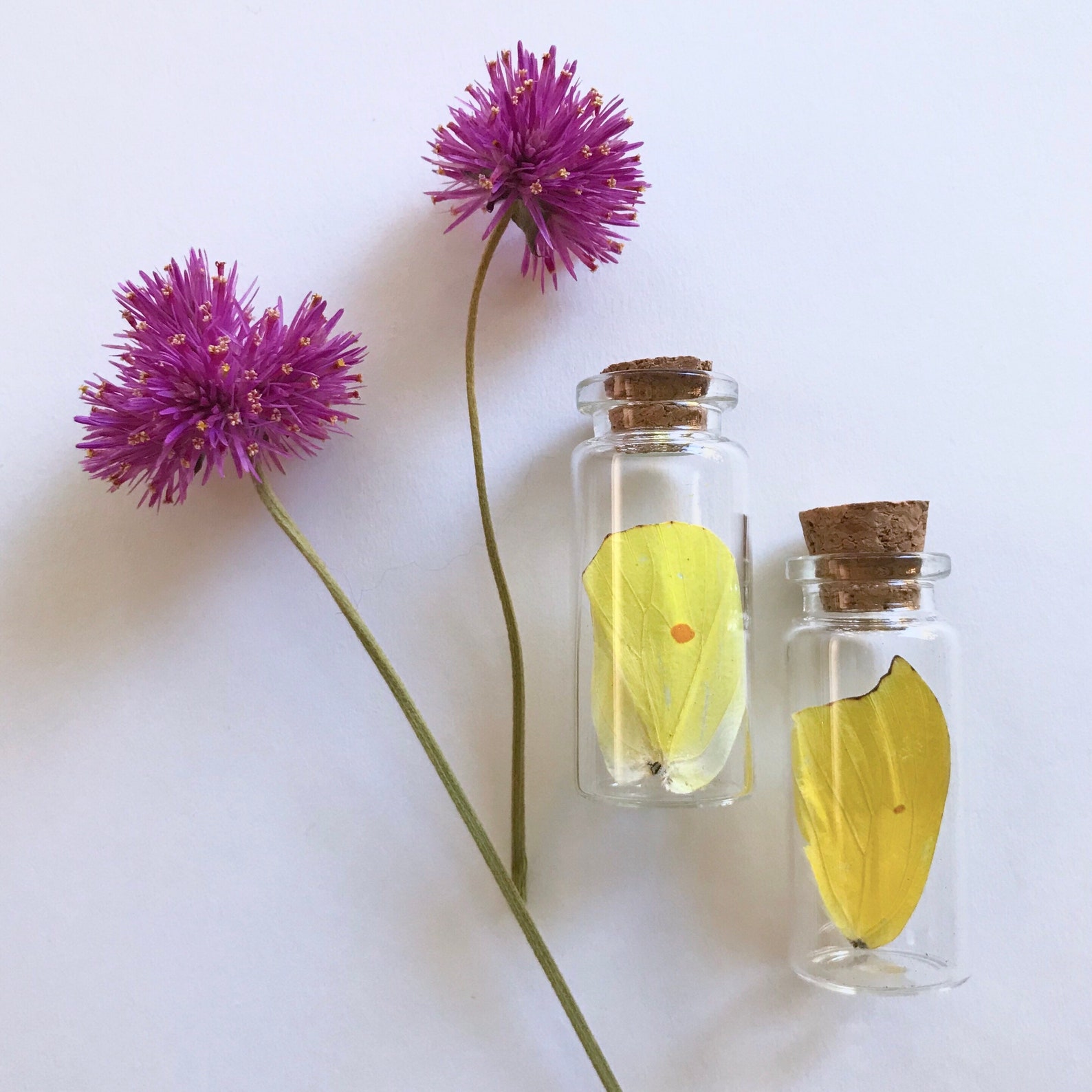 Bottled Yellow Brimstone Butterfly Wings Forewing and - Etsy