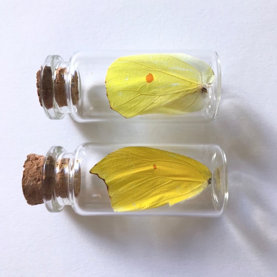 Bottled Yellow Brimstone Butterfly Wings Forewing and | Etsy