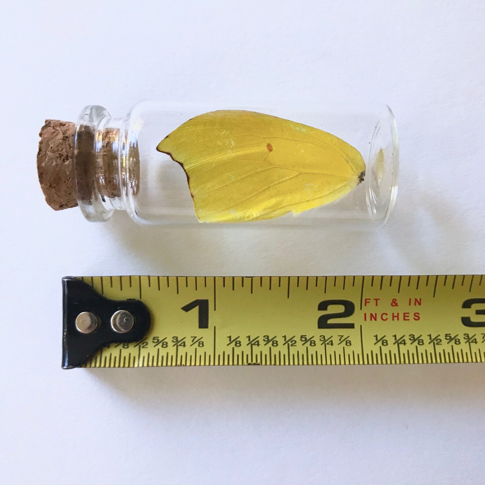 Bottled Yellow Brimstone Butterfly Wings Forewing and | Etsy