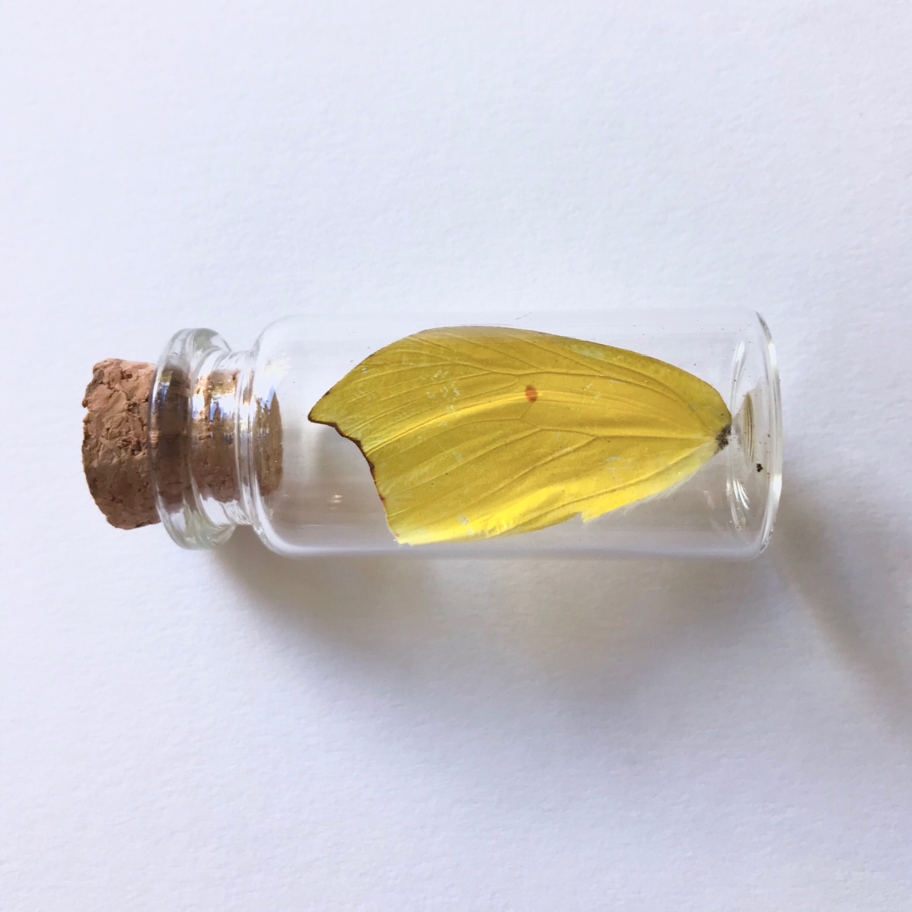 Bottled Yellow Brimstone Butterfly Wings Forewing and - Etsy