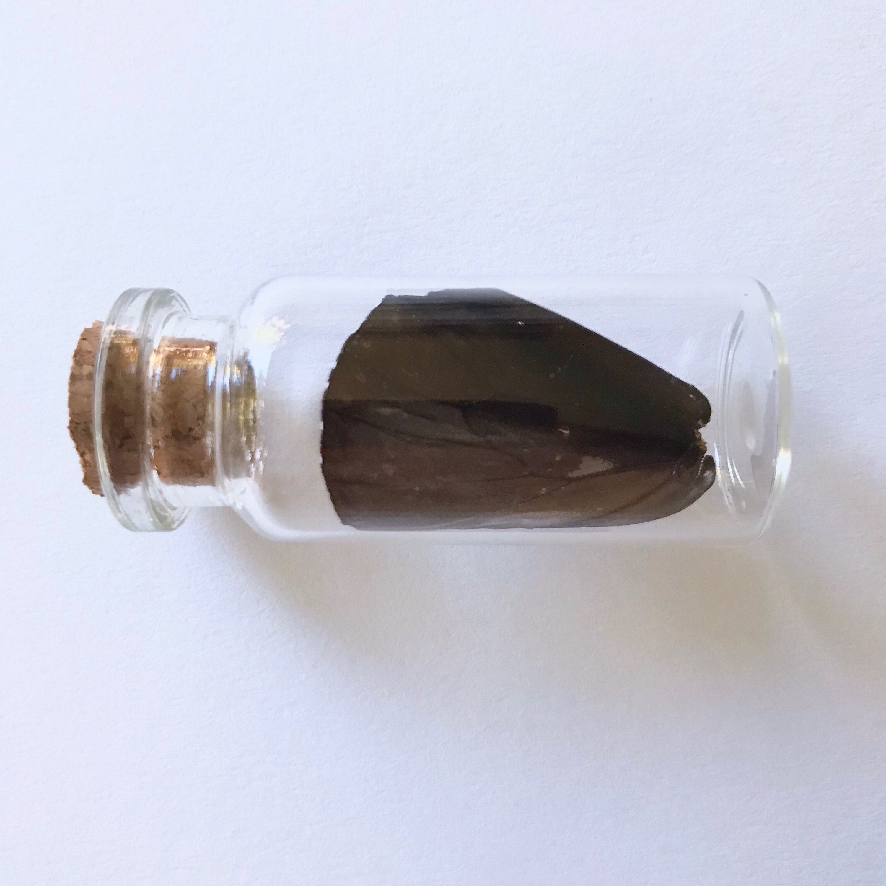 Bottled Striped Blue Crow Butterfly Wings Forewing and - Etsy