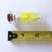 Bottled Yellow Brimstone Butterfly Wings Forewing and - Etsy