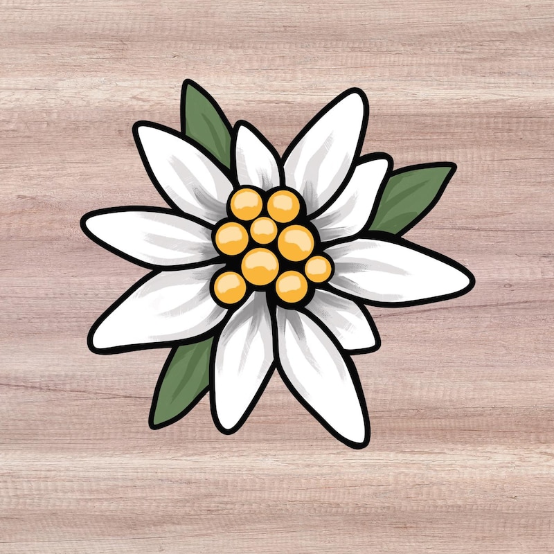 Edelweiss Flowers - Etsy