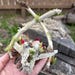 Crystal & Bone Crown - Crystal Crown - Etsy