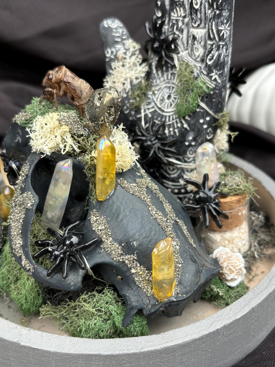 Cicada Beaver Glass Display - Dark Oddity Display - Beaver Skull Art ...