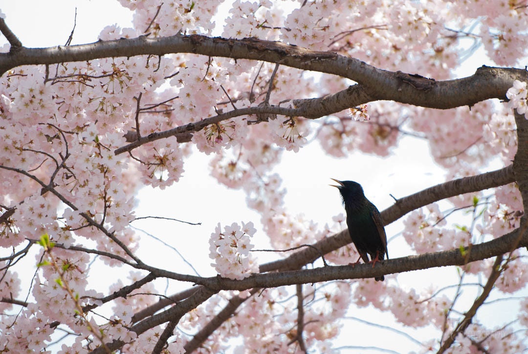 Cherry Blossom Bird * Washington DC Photograph * Cherry Tree Photograph ...