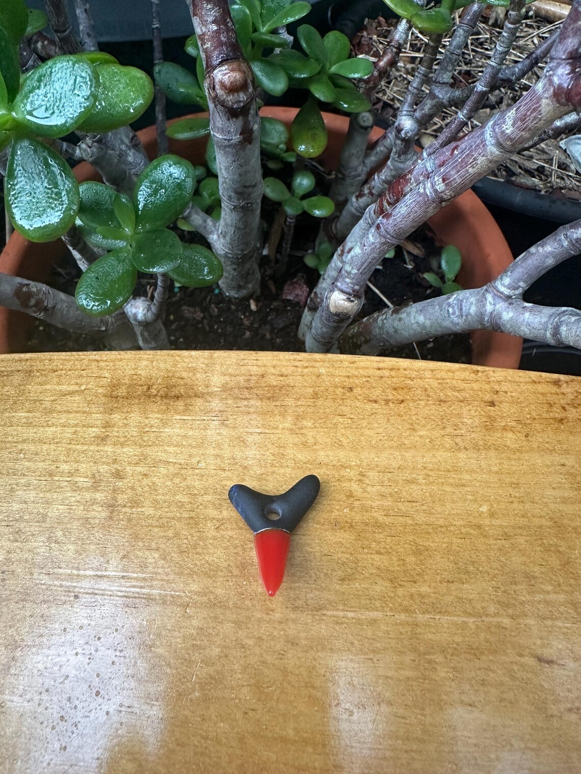 Small - Freestyle Shark Tooth Series - Sharks - Teeth - Fossil - Ocean ...