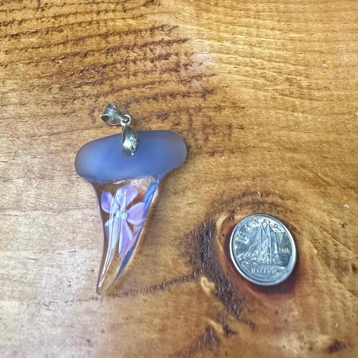 Shark Tooth Collab - Medium - Sharks - Teeth - Fossil - Ocean - Beach ...
