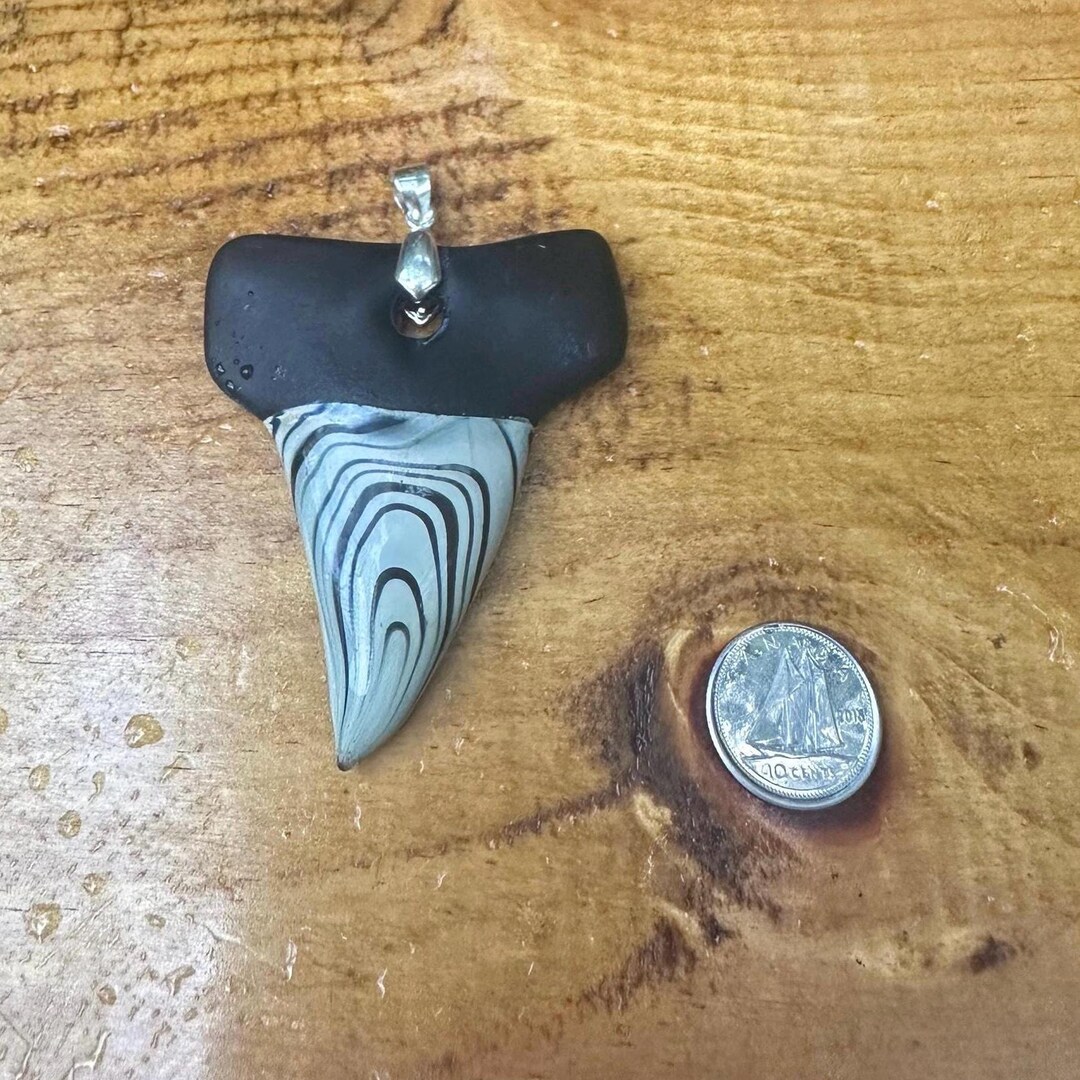 Shark Tooth Collab - Split Color - Sharks - Teeth - Fossil - Ocean ...