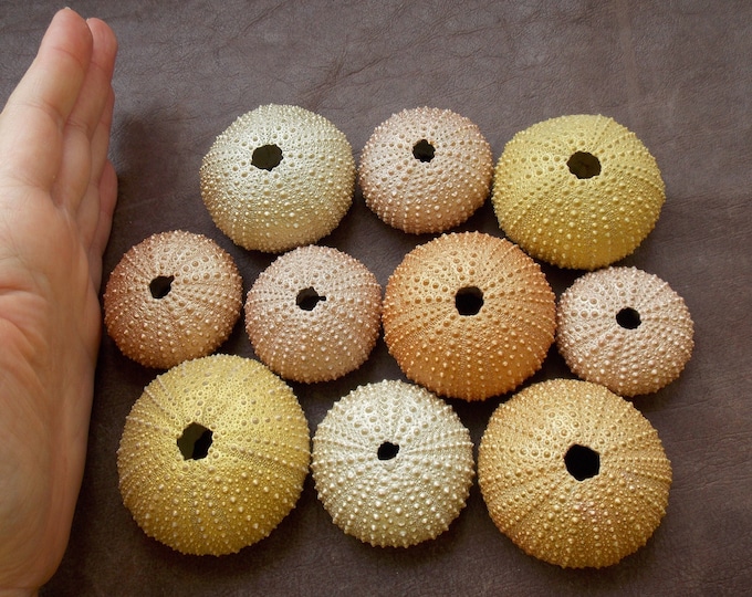 Bulk 35 Tiny & Small Natural Sea Urchin Shells Tiny Air Plant Holder ...