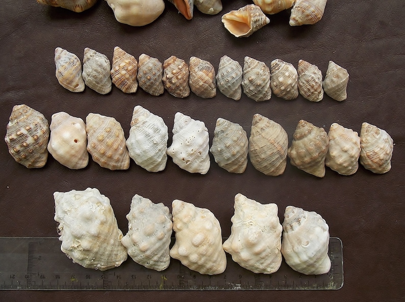 Natural Spiral Seashells Sea Snail Shells Hermit Crab Shell - Etsy
