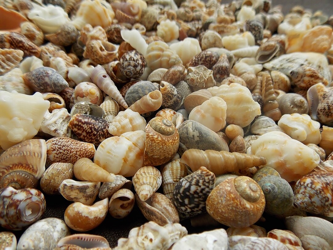 Bulk Mixed Small Natural Mediterranean Sea Shells; Frame Decoration ...