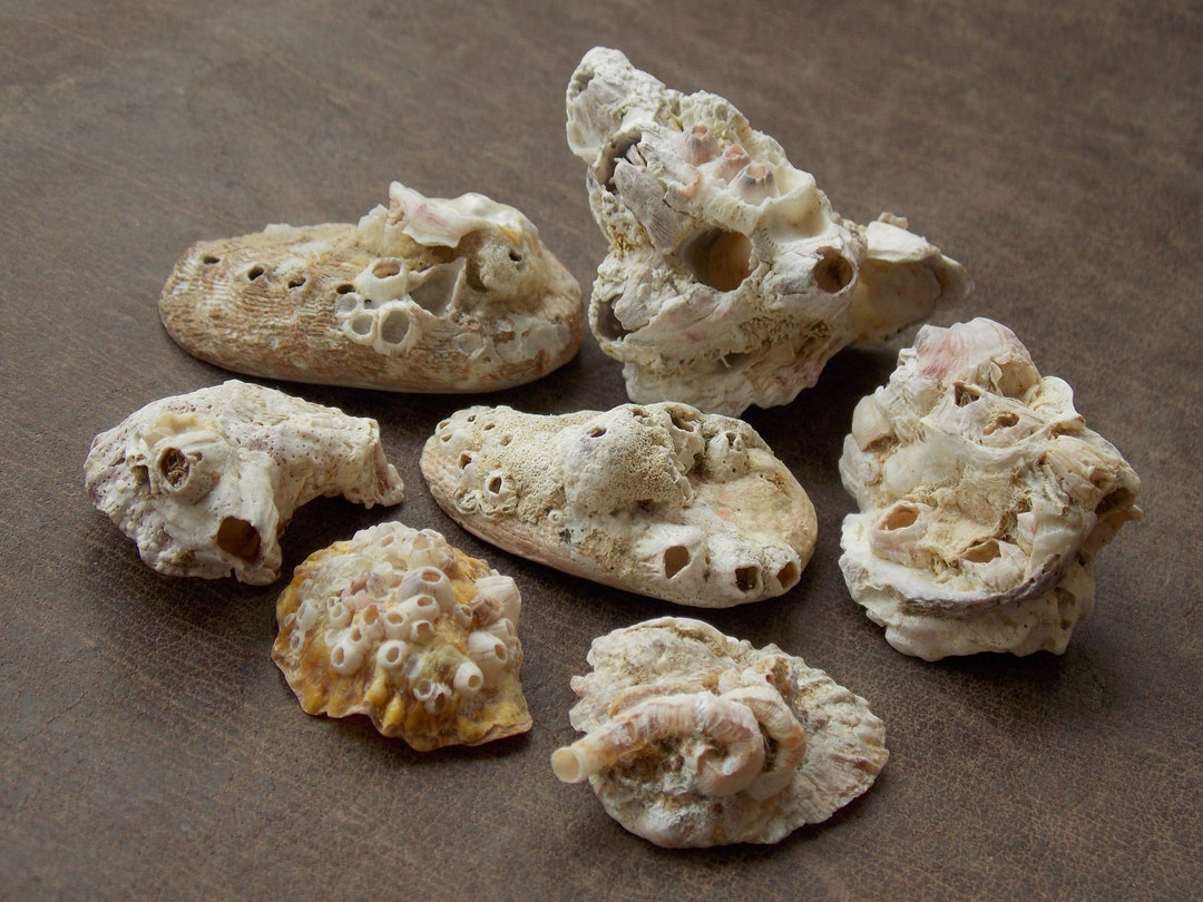 Seashells With Barnacle Clusters: Natural Coastal Aquarium Decor - Etsy