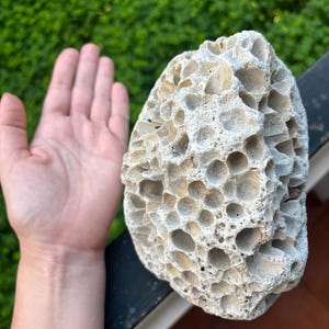 Large Natural Rock With Vesicles Beach Stone for Aquarium Fish Tank ...