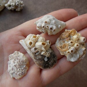 Seashells With Barnacle Clusters Natural Coral Aquarium Fish | Etsy