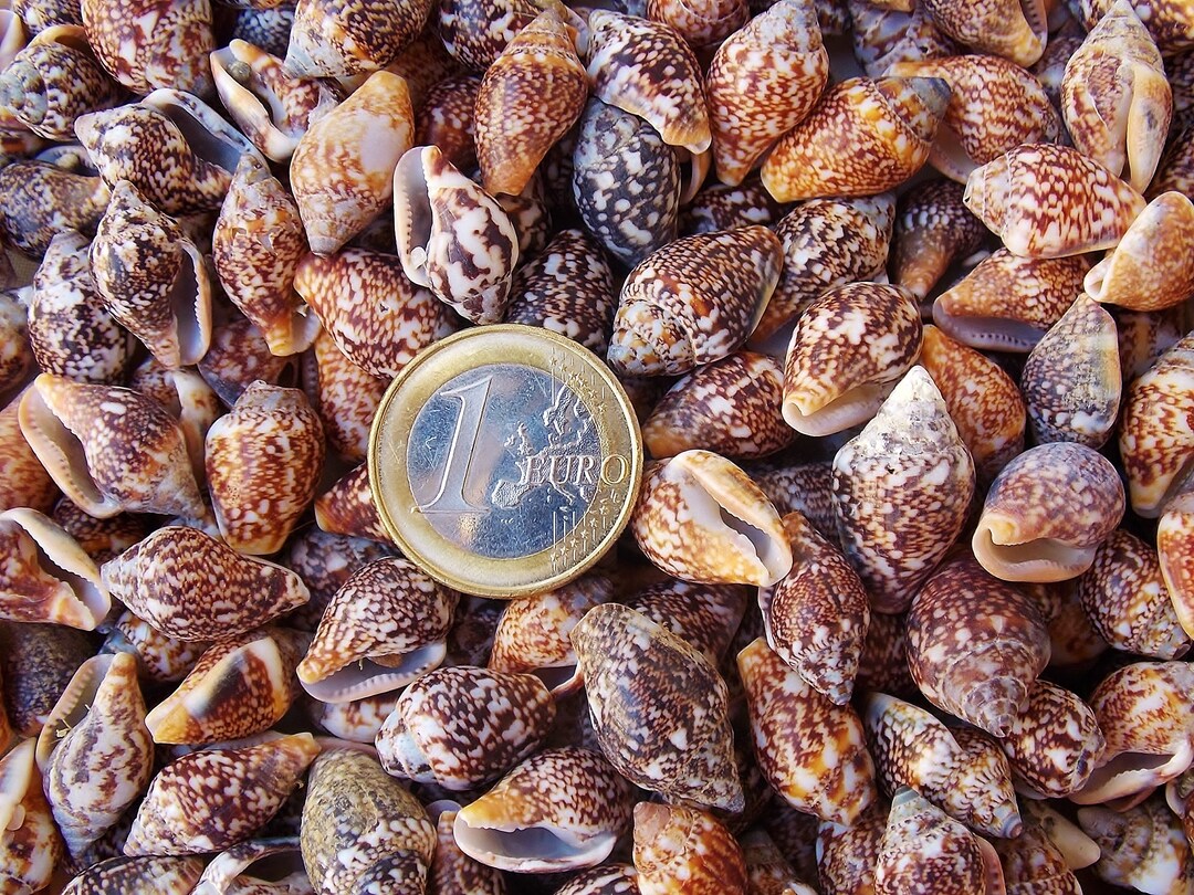 Small Stromboid Dove Shells: Beach Decor, Jewelry Crafts - Etsy
