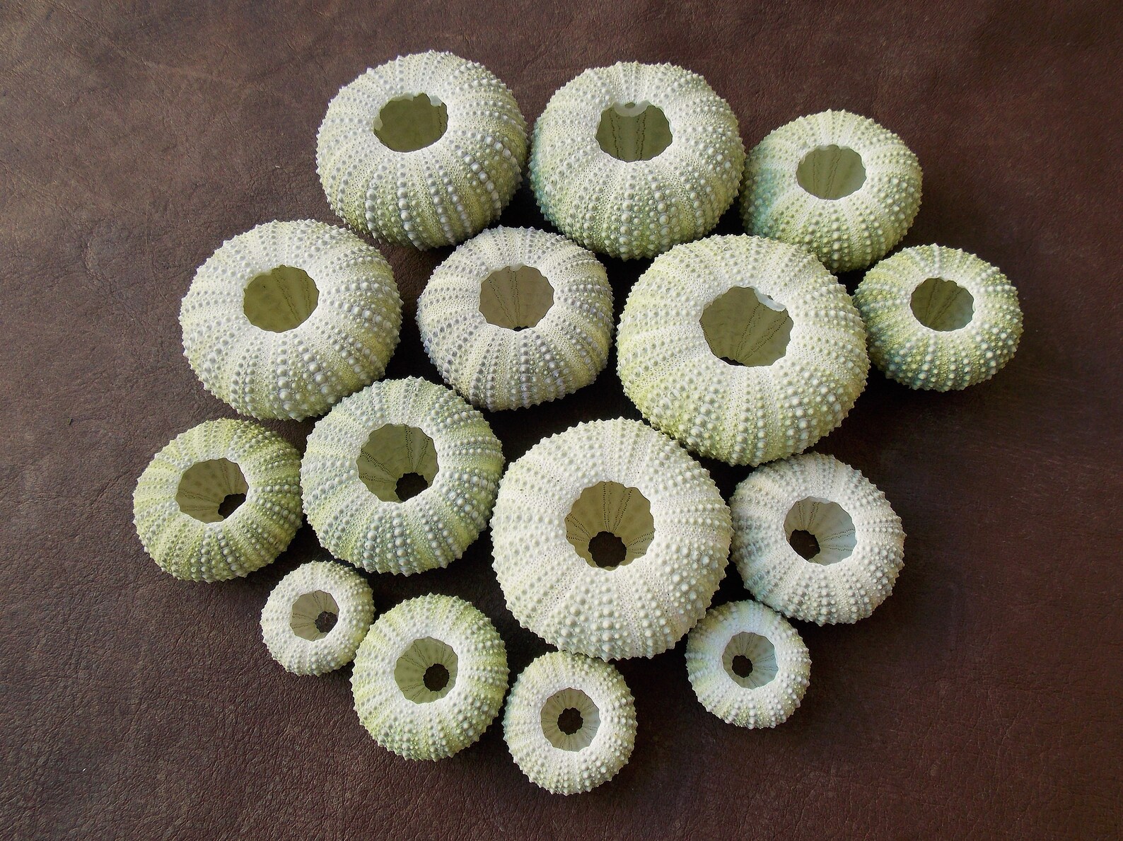 Bulk 15 Beautiful Green Sea Urchin Shells Air Plant Holder | Etsy