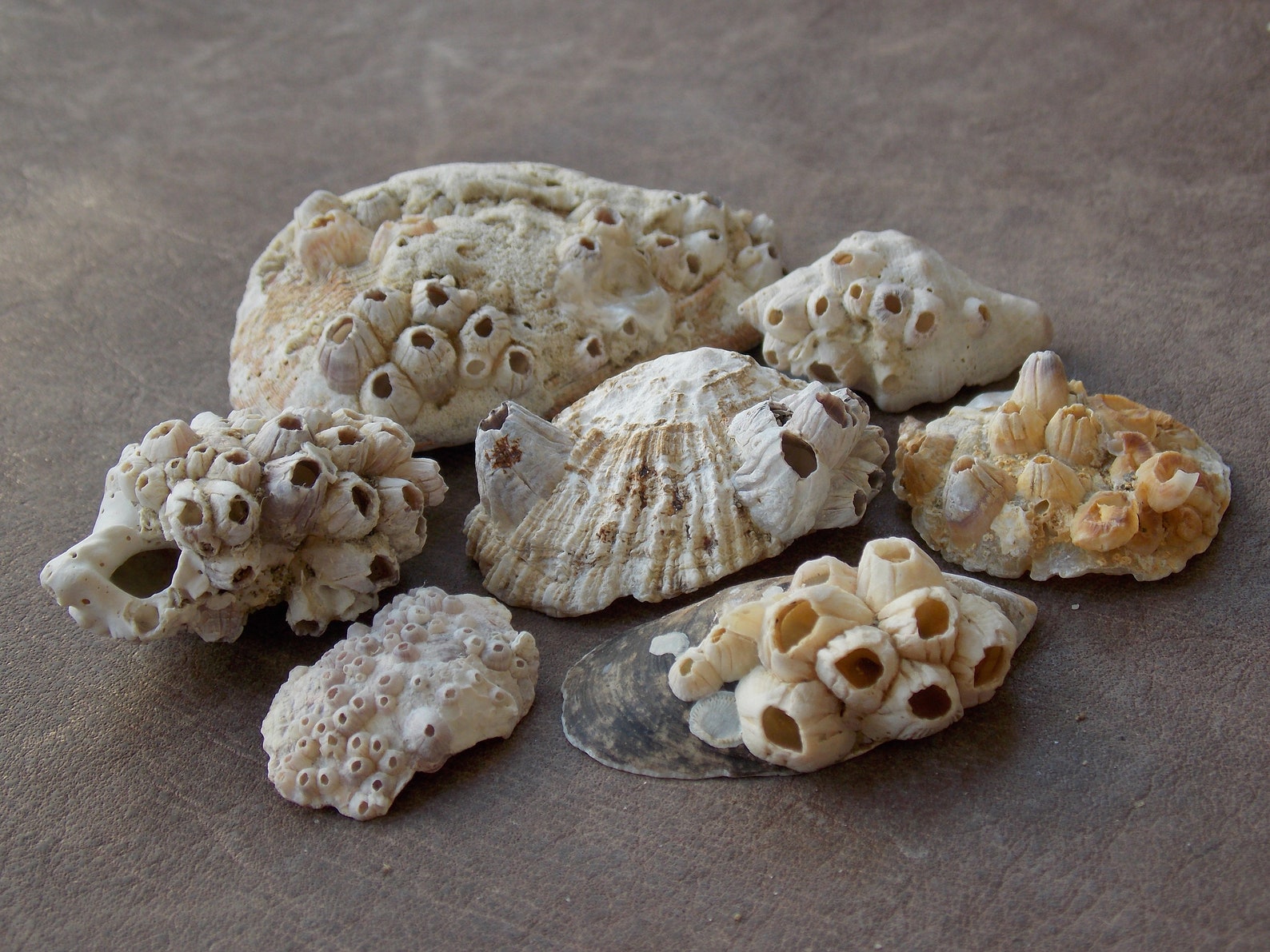 Seashells With Barnacle Clusters Natural Coral Aquarium Fish | Etsy