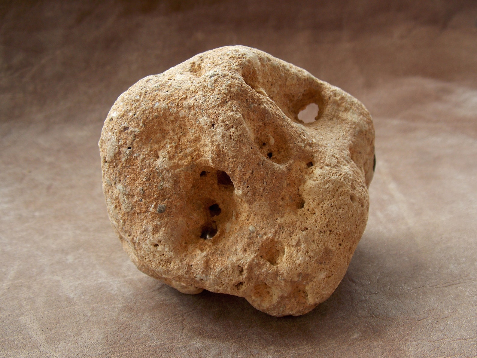 Natural Limestone With Holes Decorative Sea Rock Stone Big - Etsy