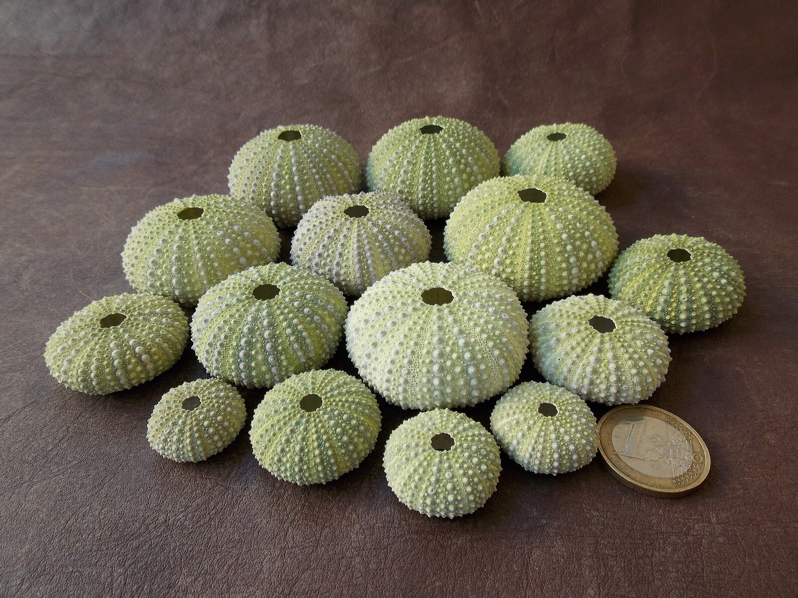 Bulk 15 Beautiful Green Sea Urchin Shells Air Plant Holder - Etsy