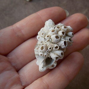 Seashells With Barnacle Clusters Natural Coral Aquarium Fish | Etsy