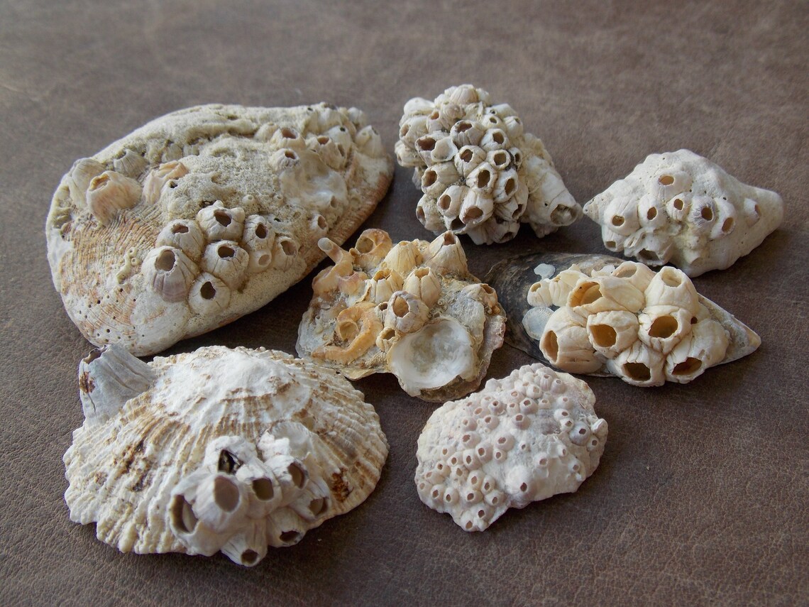 Seashells With Barnacle Clusters Natural Coral Aquarium Fish | Etsy