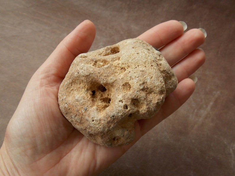 Natural Limestone With Holes Decorative Sea Rock Stone Big | Etsy