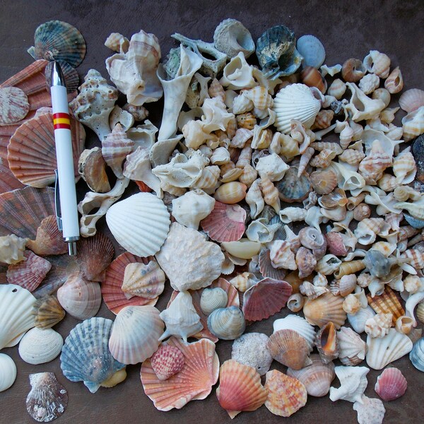 Assorted Seashells - Etsy
