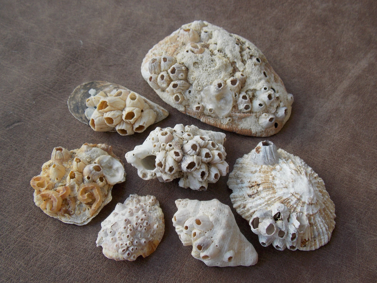 Seashells With Barnacle Clusters Natural Coral Aquarium Fish | Etsy