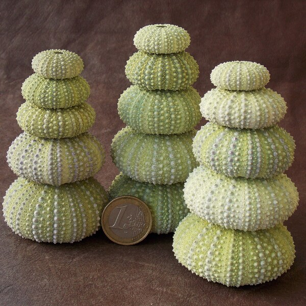 Sea Urchin Shells - Etsy