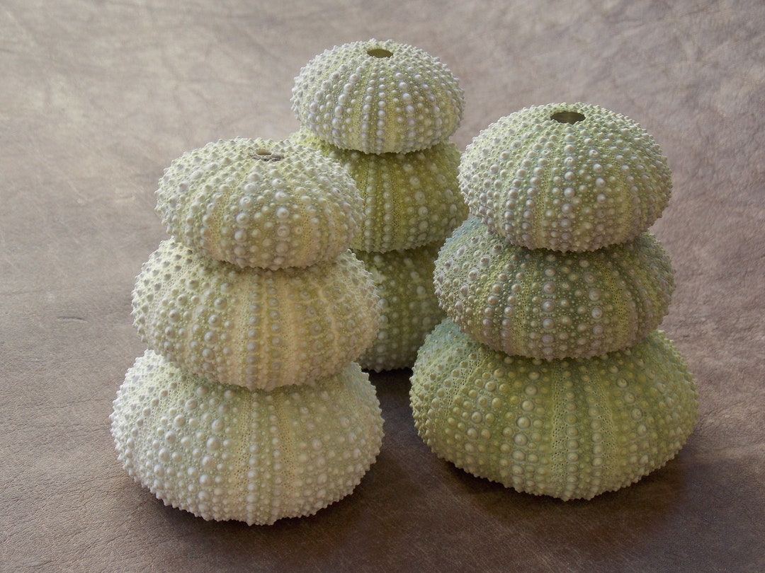 9 grüne Seeigelschalen: Natürlicher Luftpflanzenhalter, Küstendekor (4 ...