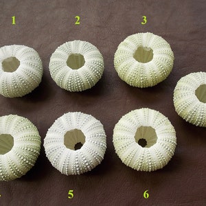 Wunderschöne große natürliche Seeigelschale Luftpflanzenhalter 5,5cm ...