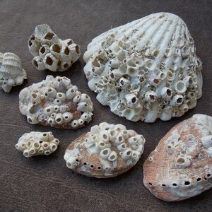 Seashells With Barnacle Clusters Natural Coral Aquarium Fish - Etsy