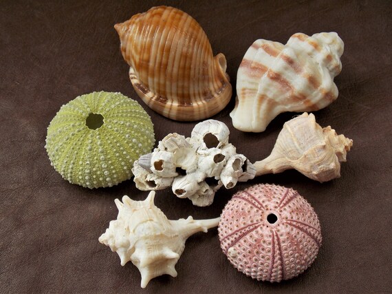 Understanding Different Classifications Of Shell Commands And Their