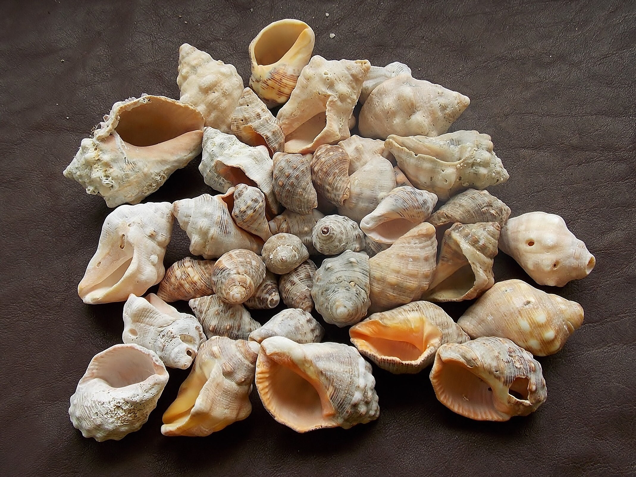 Natural Spiral Seashells Sea Snail Shells Hermit Crab Shell - Etsy