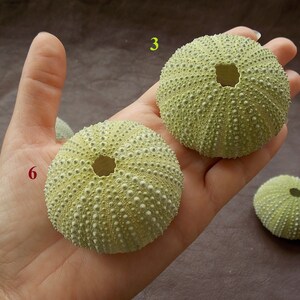 Wunderschöne große natürliche Seeigelschale Luftpflanzenhalter 5,5cm ...