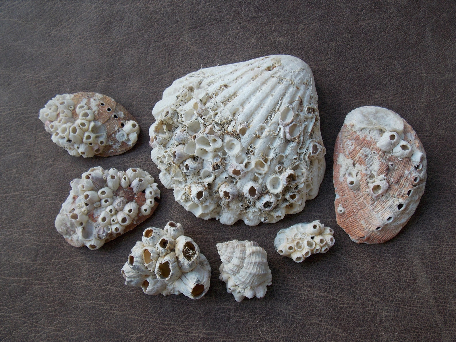Seashells With Barnacle Clusters Natural Coral Aquarium Fish - Etsy