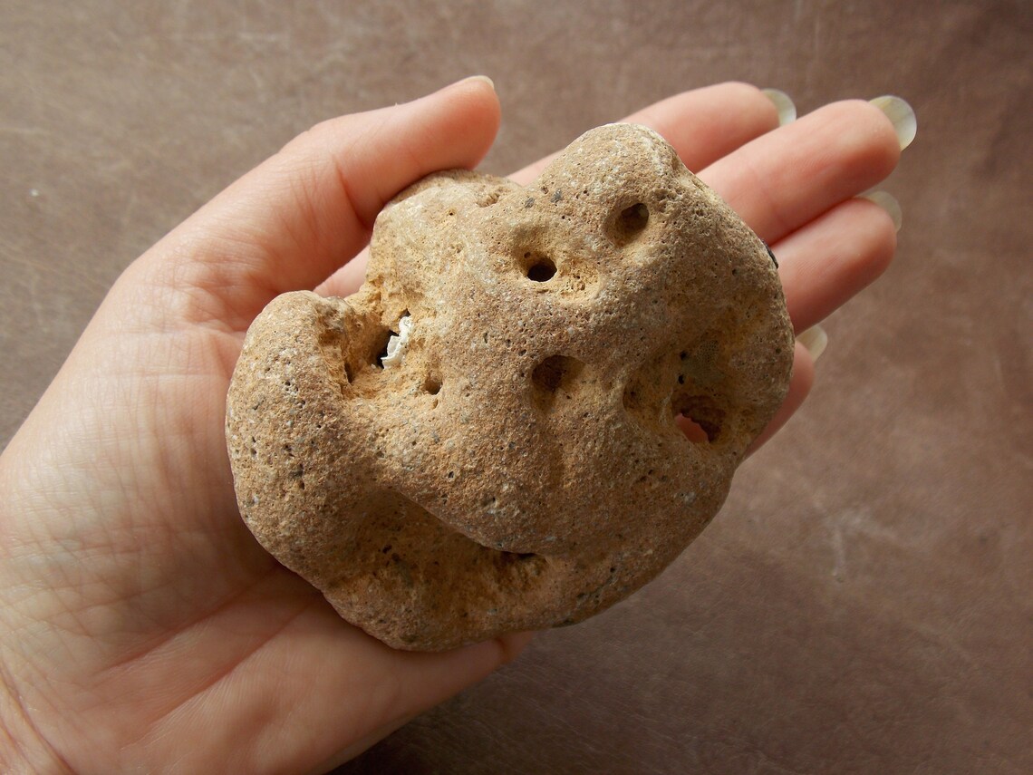 Natural Limestone With Holes Decorative Sea Rock Stone Big | Etsy