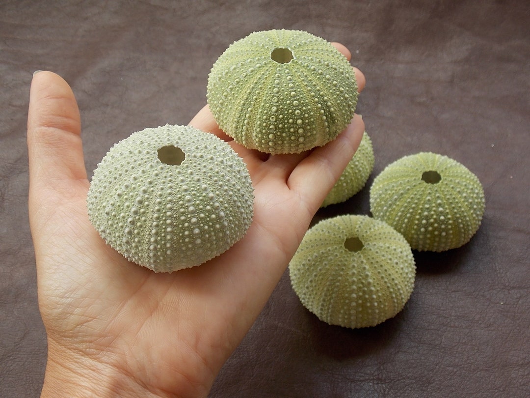 Wunderschöne große natürliche Seeigelschale Luftpflanzenhalter 5,5cm ...