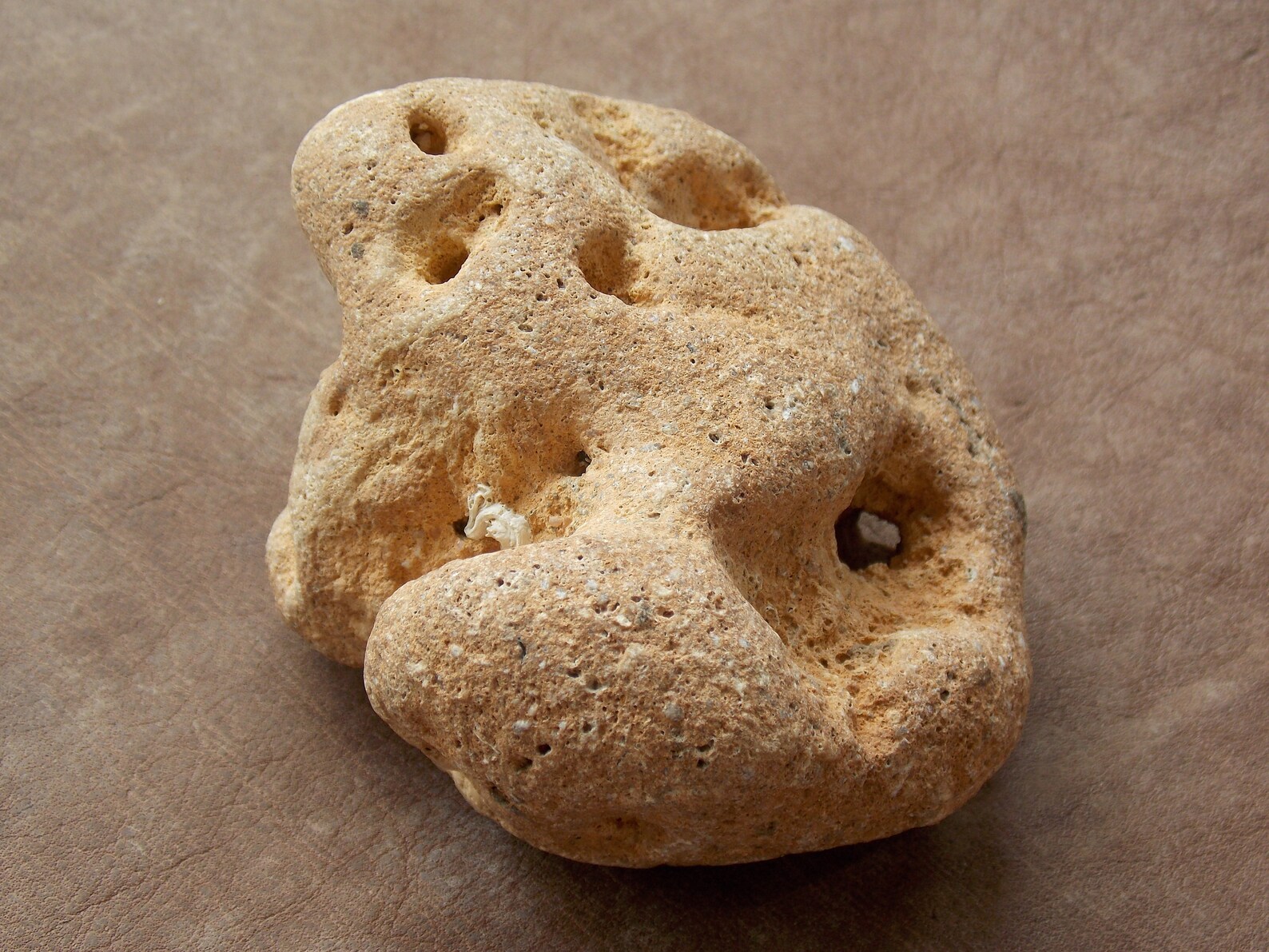 Natural Limestone With Holes Decorative Sea Rock Stone Big | Etsy