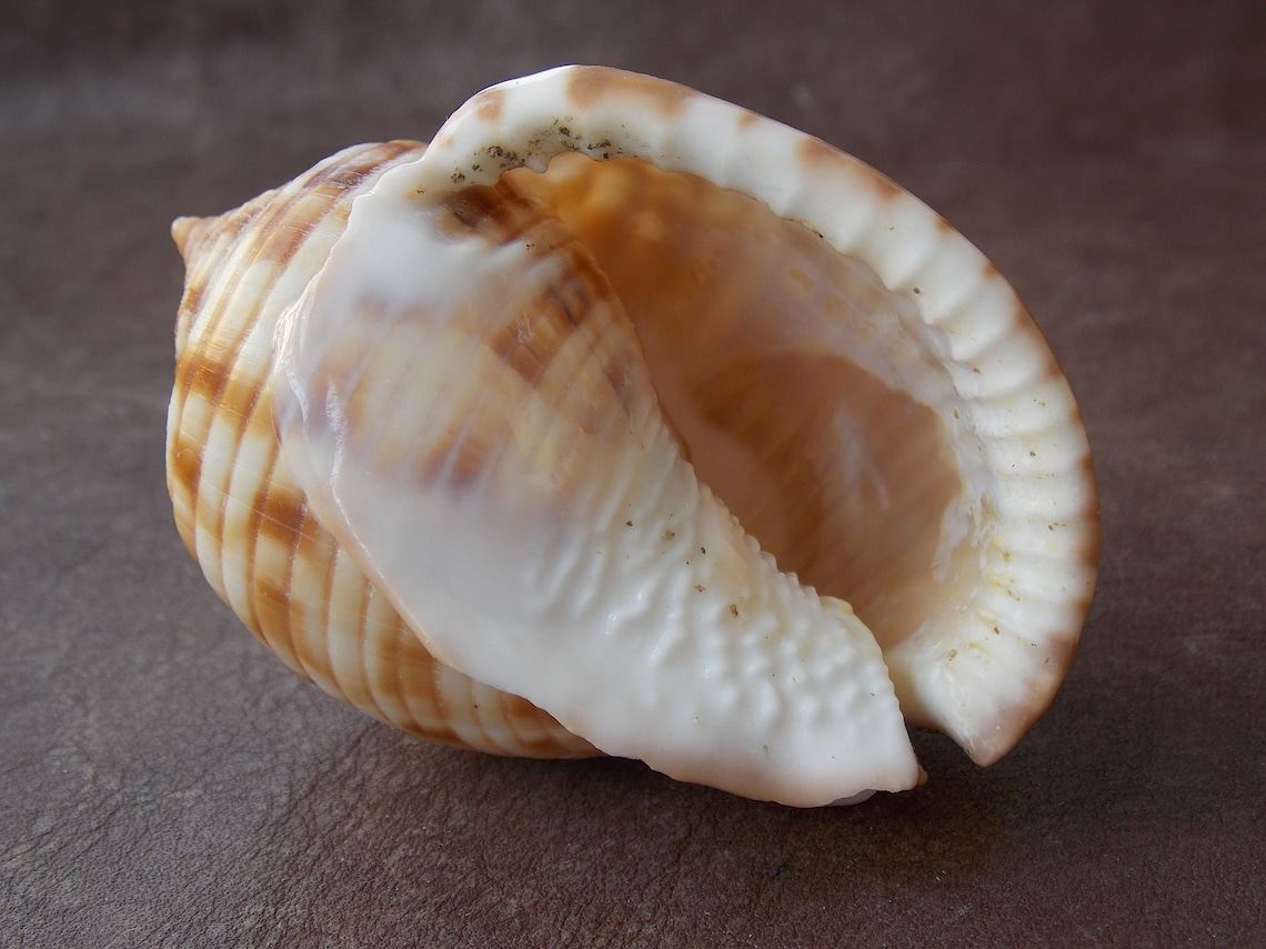 Scotch Bonnet shell. Big natural seashell. Helmet Snail shell. | Etsy