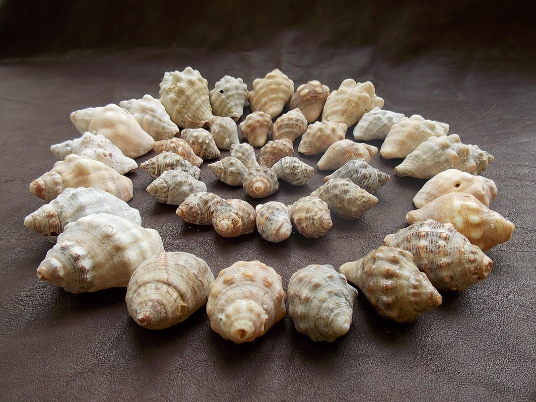 Natural Spiral Seashells; Sea Snail Shells; Hermit Crab Shell; Fish ...