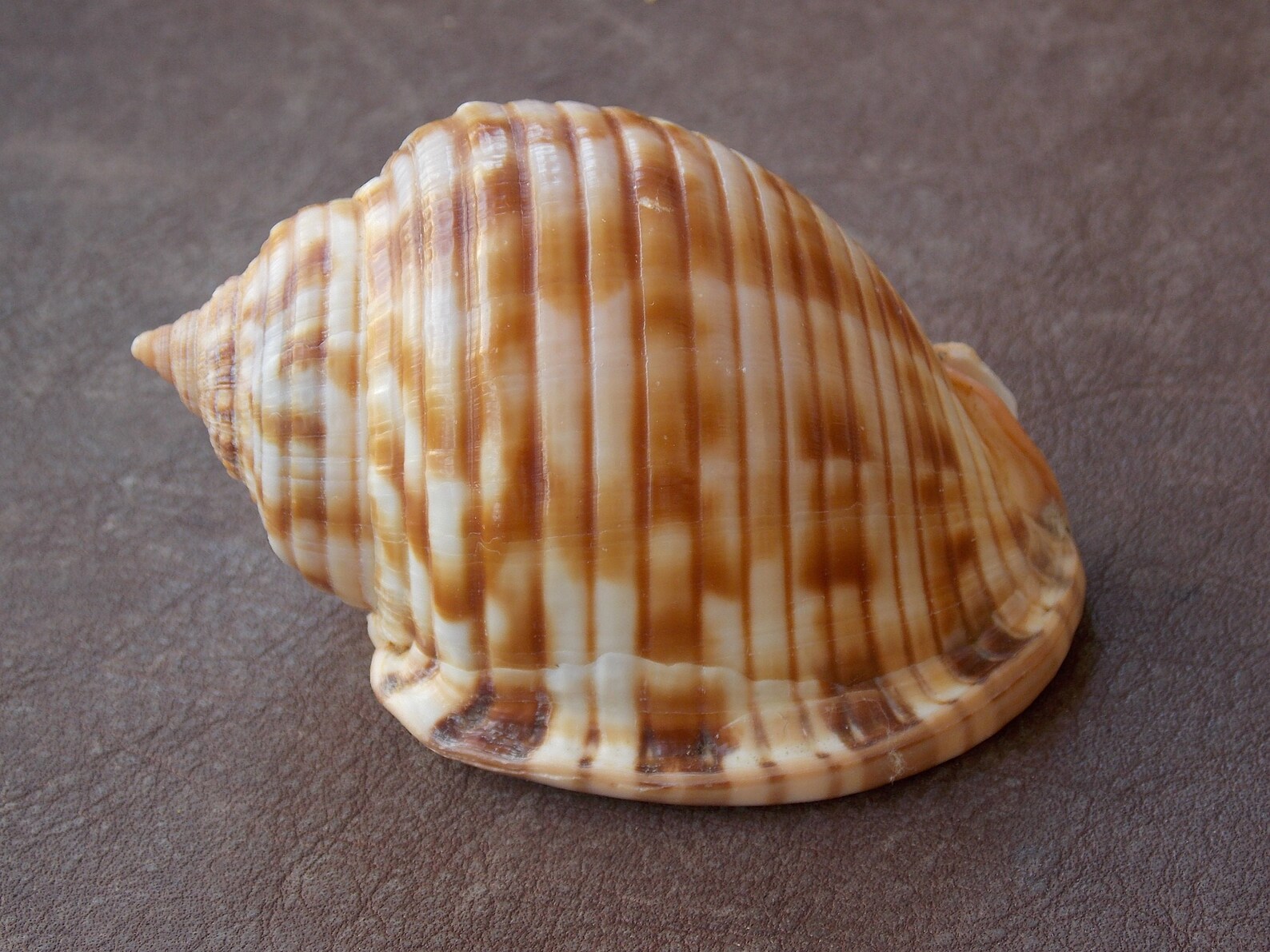 Scotch Bonnet shell. Big natural seashell. Helmet Snail shell. | Etsy