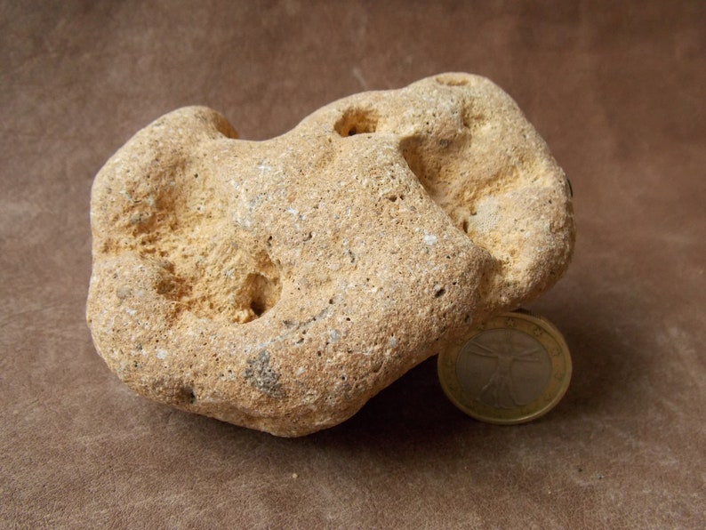 Natural Limestone With Holes Decorative Sea Rock Stone Big | Etsy