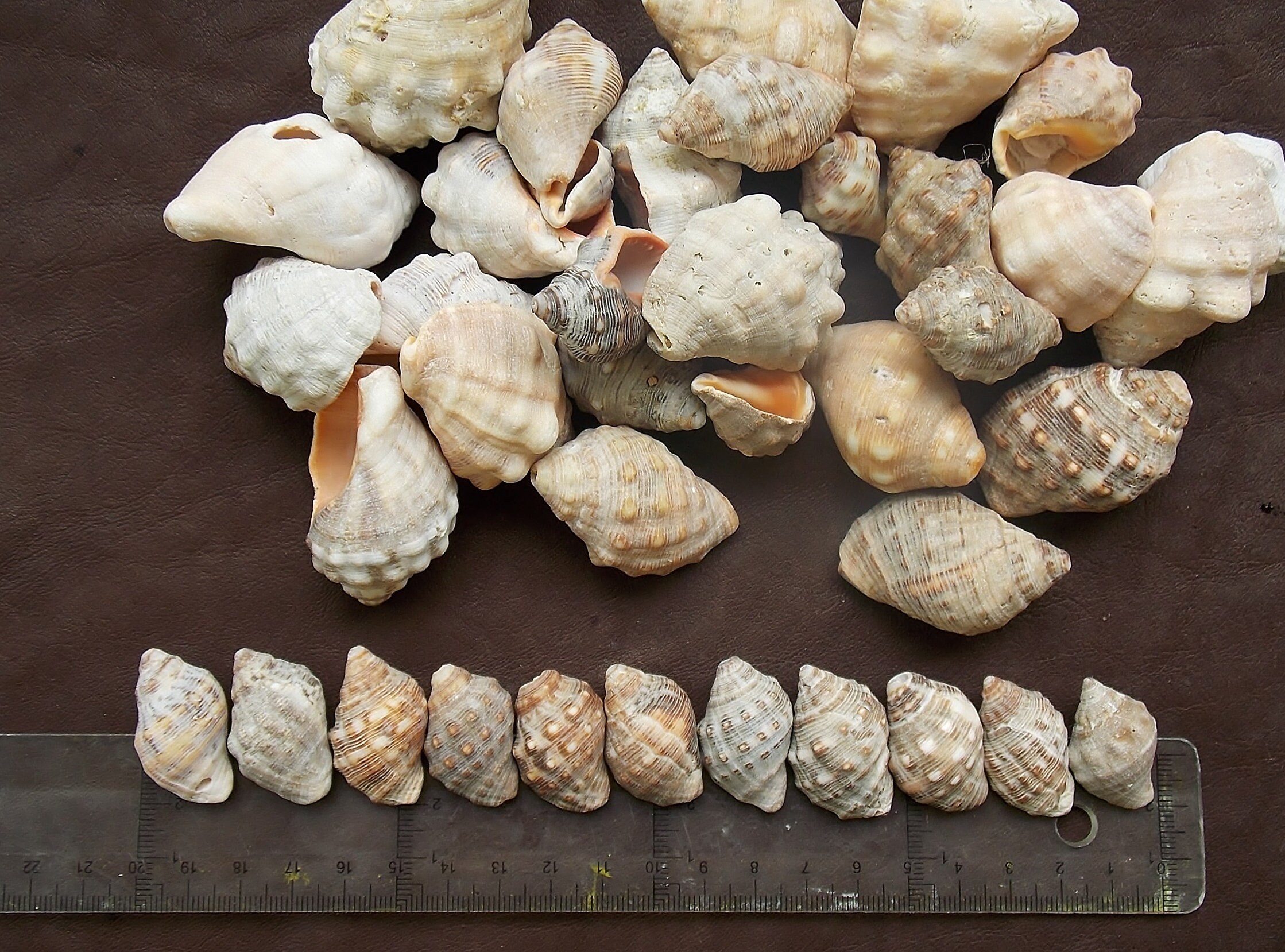 Natural Spiral Seashells Sea Snail Shells Hermit Crab Shell - Etsy