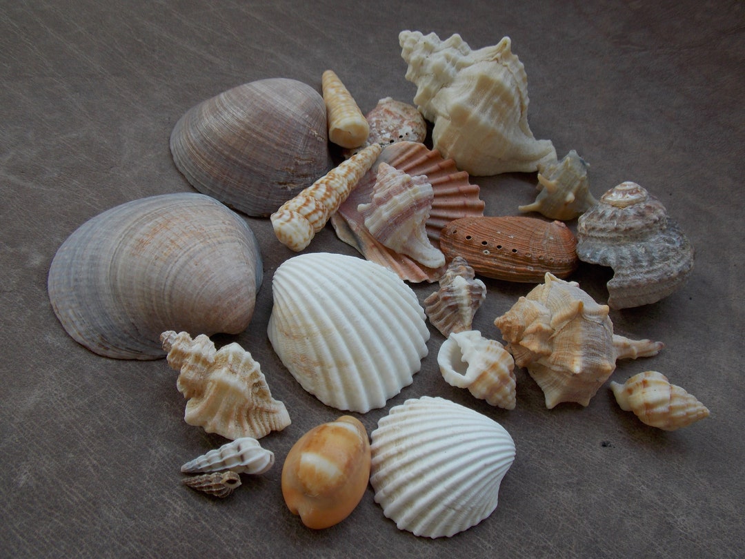 Set mit 21 verschiedenen Muscheln; Natürliche Muschelsammlung Strand ...