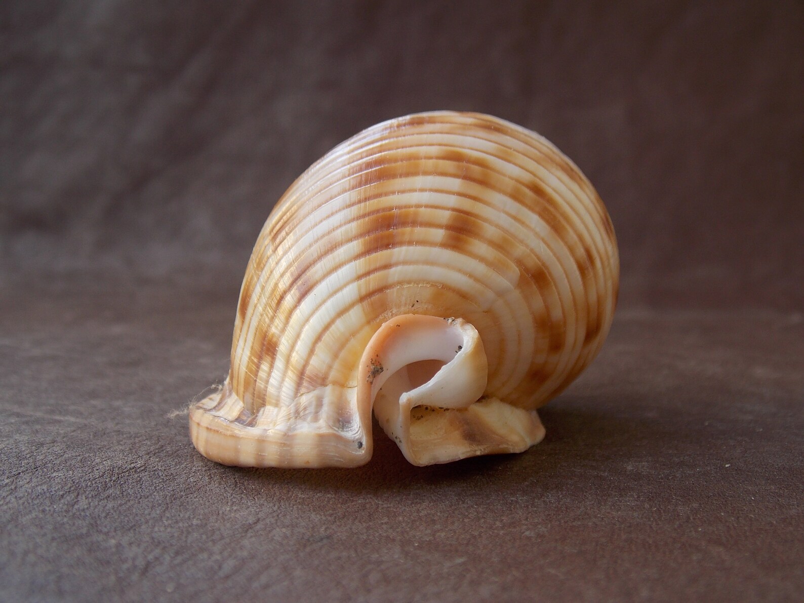 Scotch Bonnet shell. Big natural seashell. Helmet Snail shell. | Etsy